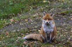 Wily Red Fox Sitting stock image. Image of grass, countryside - 15296309