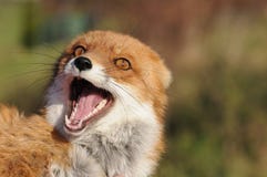 Angry Fox Stock Photos, Images, & Pictures - 97 Images
