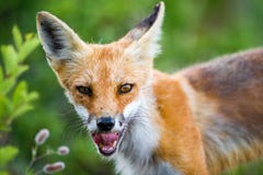 Skinny fox stock photo. Image of beast, camera, grass - 31145486