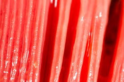 Fish Gills Stock Image - Image: 4767991