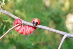 Red insect larva stock photo. Image of closeup, beetle - 26524346