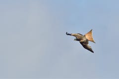 Red Kite Hunting stock photo. Image of flying, kite, hunting - 5025184