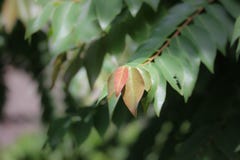 Red star gooseberry fruit stock photo. Image of green - 31555492
