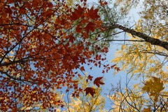 Golden Fall Season Forest Stock Photos, Images, & Pictures - 49,631 Images
