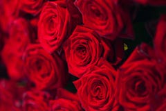 Natural Red Roses Stock Photo - Image: 20167630