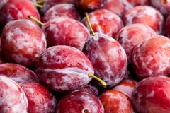 Red Plum With Stem Stock Image - Image: 190521