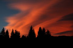 Forest With Snow, Fog And Frozen Trees Stock Images - Image: 20980974