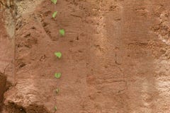 Red Earth Or Soil Background Royalty Free Stock Photo - Image: 29933315