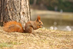 Red Squirrel With Walnut Stock Photo - Image: 37451660