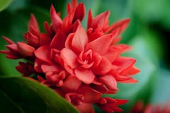 Red Star Cluster Flower stock photo. Image of petals - 43926734