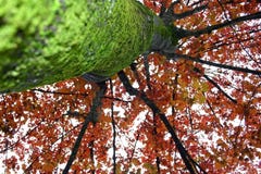 Colored Moss On Tree Royalty Free Stock Image - Image: 28771496