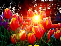 Tulips in Sunshine stock photo. Image of spring, flowerbed - 16301996