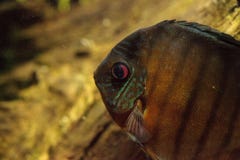 Discus Fish, Red Symphysodon Discus. Stock Photo - Image of close ...