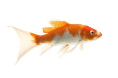 Red Koi Fish stock illustration. Illustration of lake - 9199211