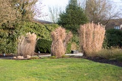 Garden Reed-like Plants In Sunset Light Stock Image - Image: 30683211