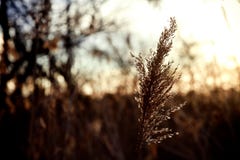 Reed stalks in the swamp stock photo. Image of autumn - 16695756