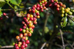 Reife Kaffeekirsche stockbild. Bild von koffein, zweig - 49662895