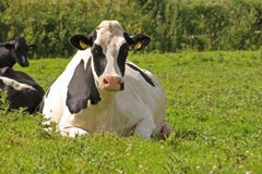Cow Posing. stock photo. Image of dairy, black, milk, freesian - 175382