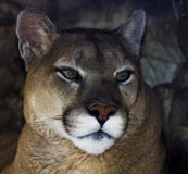 Ojos Del Puma Fotos Stock – 202 Ojos Del Puma Imágenes Stock ...