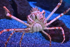 Reuze Japanse spinkrab stock afbeelding. Afbeelding bestaande uit dier ...