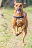 Rhodesian Ridgeback Running Stock Image - Image of animals, across: 2800223