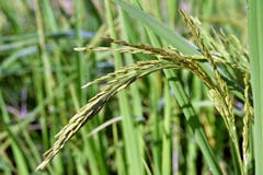 Rice Field And A Branch Of Ripe Rice. Royalty Free Stock Photo - Image ...
