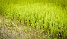 Growing rice on the valley stock image. Image of cold - 5481393