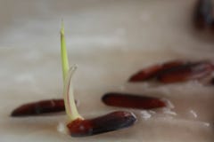 Germinated Seeds Of Cress, Radish, Wheat Stock Images - Image: 22768304