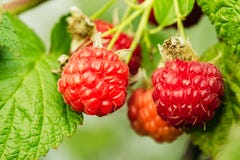 Raspberries In The Garden On The Branches Of A Bush. Stock Photo ...