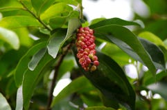 Bignay, Antidesma Bunius Tropical Fruit Floating On Water Stock Image ...