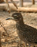 Roadrunner Stock Photos, Images, & Pictures - 267 Images