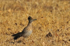 Roadrunner Stock Photos, Images, & Pictures - 267 Images