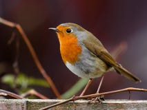 Robin Bird stock photo. Image of ornitology, snow, telephoto - 16027040