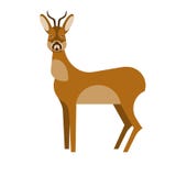 Forest Animal Roe Deer Cartoon Vector Illustration Stock Vector - Image ...