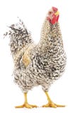 Grey Rooster stock image. Image of bird, gray, chicken - 28745333