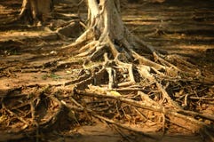 Tree Root System Stock Photos - Royalty Free Images