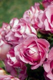 Rosas cor-de-rosa foto de stock. Imagem de romance, reflexão - 4442420