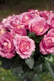Pink roses stock photo. Image of relax, anniversary, delicate - 4442420