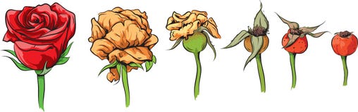 Flower Growing Stages Stock Photos, Images, & Pictures - 192 Images