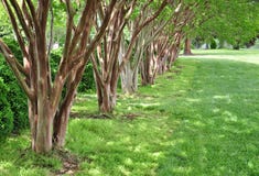 Myrtle Trees Stock Images - Download 656 Royalty Free Photos