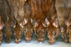 Two Mice Are Drinking The Beer Stock Photos - Image: 7300103