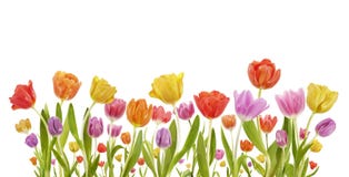 Sammlung Von 3 Tulpen Mit Den Blumenblättern Mit Franse, Lokalisiert ...