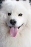 Samoyed Stock Photos, Images, & Pictures - 2,795 Images