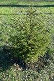 Young spruce sapling stock photo. Image of coniferous - 29639660