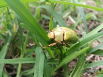 Flying Insect Scarab Beetle Stock Photo - Image: 21501510