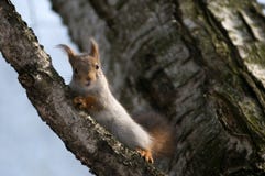 Scared Squirrel Stock Illustration - Image: 60817313