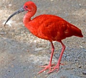 Scarlet Ibis stock photo. Image of vibrant, beauty, ibis - 1499604