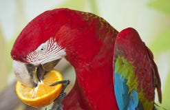 Scarlet Macaw Eating Fruit Stock Photo - Image: 39929055