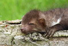 Junger Marder stockfoto. Bild von wildnis, haarig, jung - 55511970