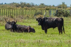 Camargue Stiere Stockfotos - Bild: 11610983